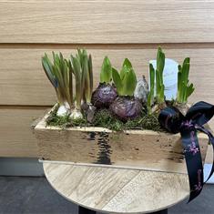 Spring Bulb Planter